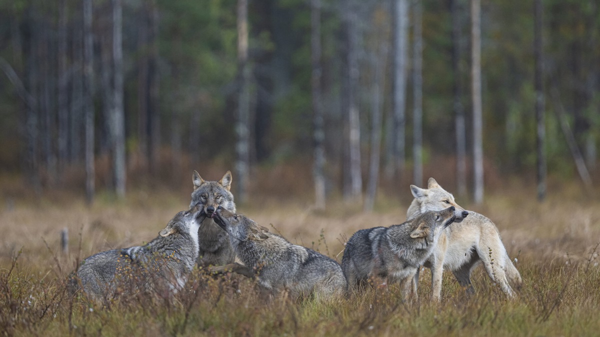 Among the Wolves - The Roxy Theater